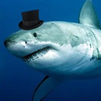 the shark hat guy! (@daa1) - Itaku